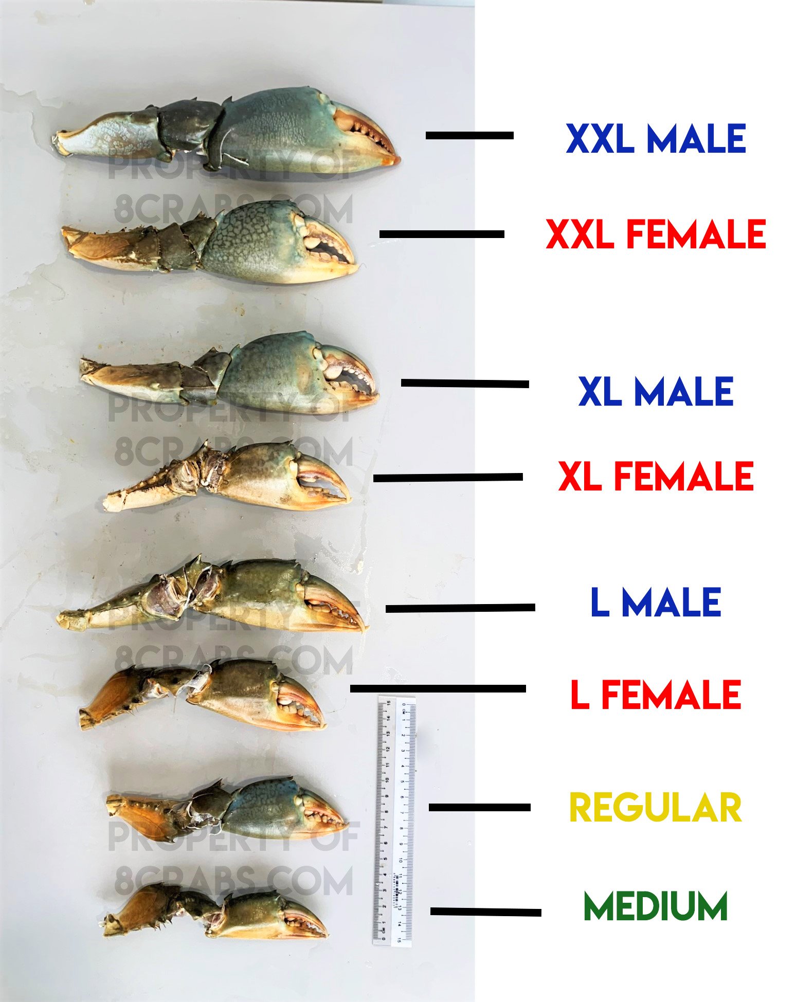 Why Does My Crab Weigh Lesser After Cooking? - Crab Delivery Singapore ...