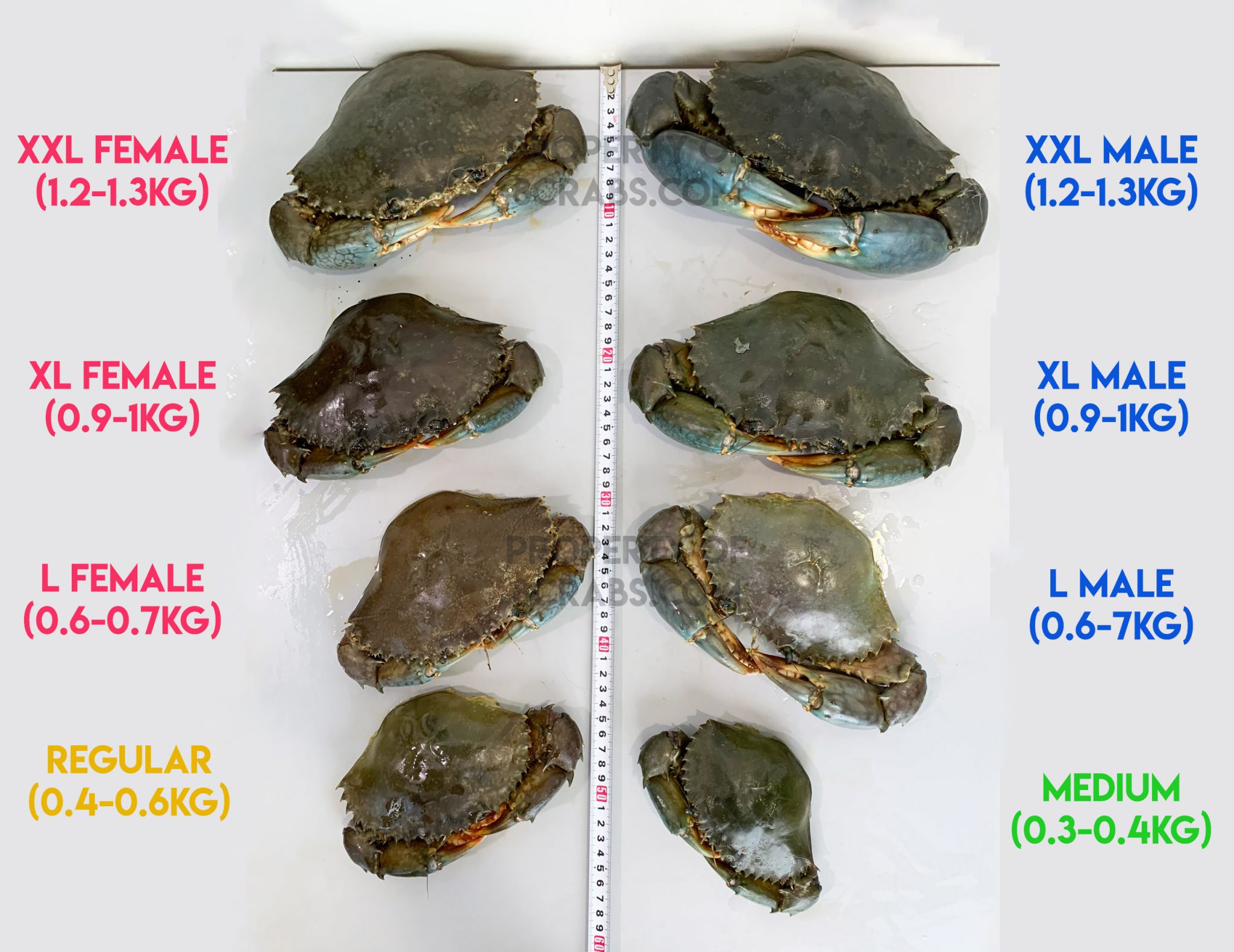 3× Regular Crabs (~500 g Each) - Crab Delivery Singapore | 8 Crabs Crab ...